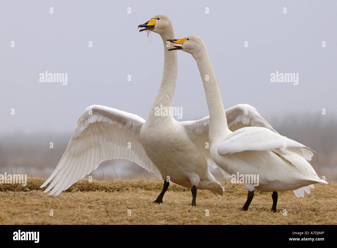 Swan mating behaviour hi-res stock photography and images - Alamy