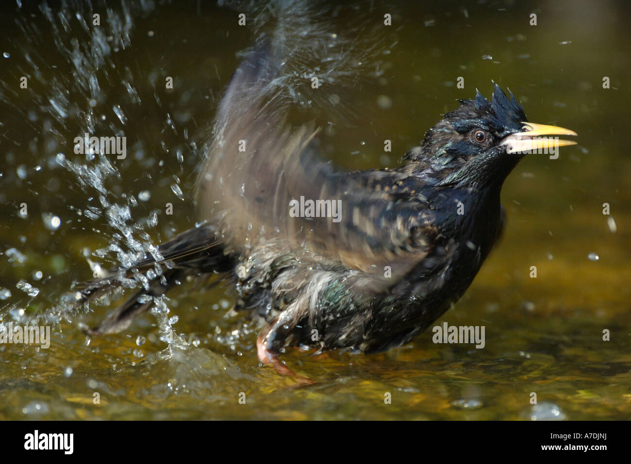 Badender Star Mittelfranken Bayern Deutschland Star European Starling ...