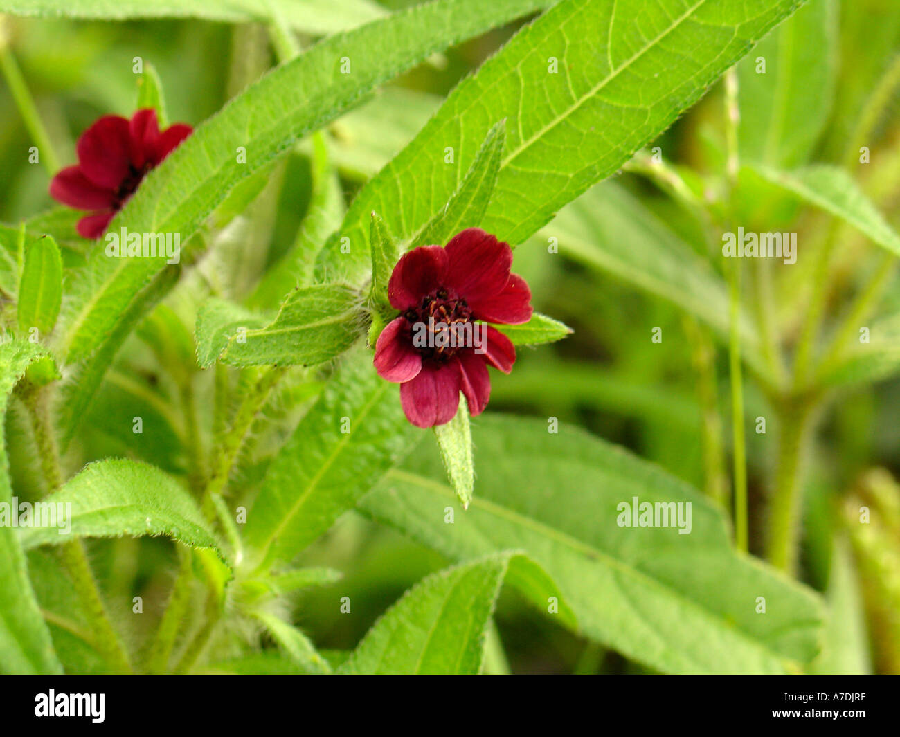Pretty dark red small wild flower in green lush fields of Miombo ...