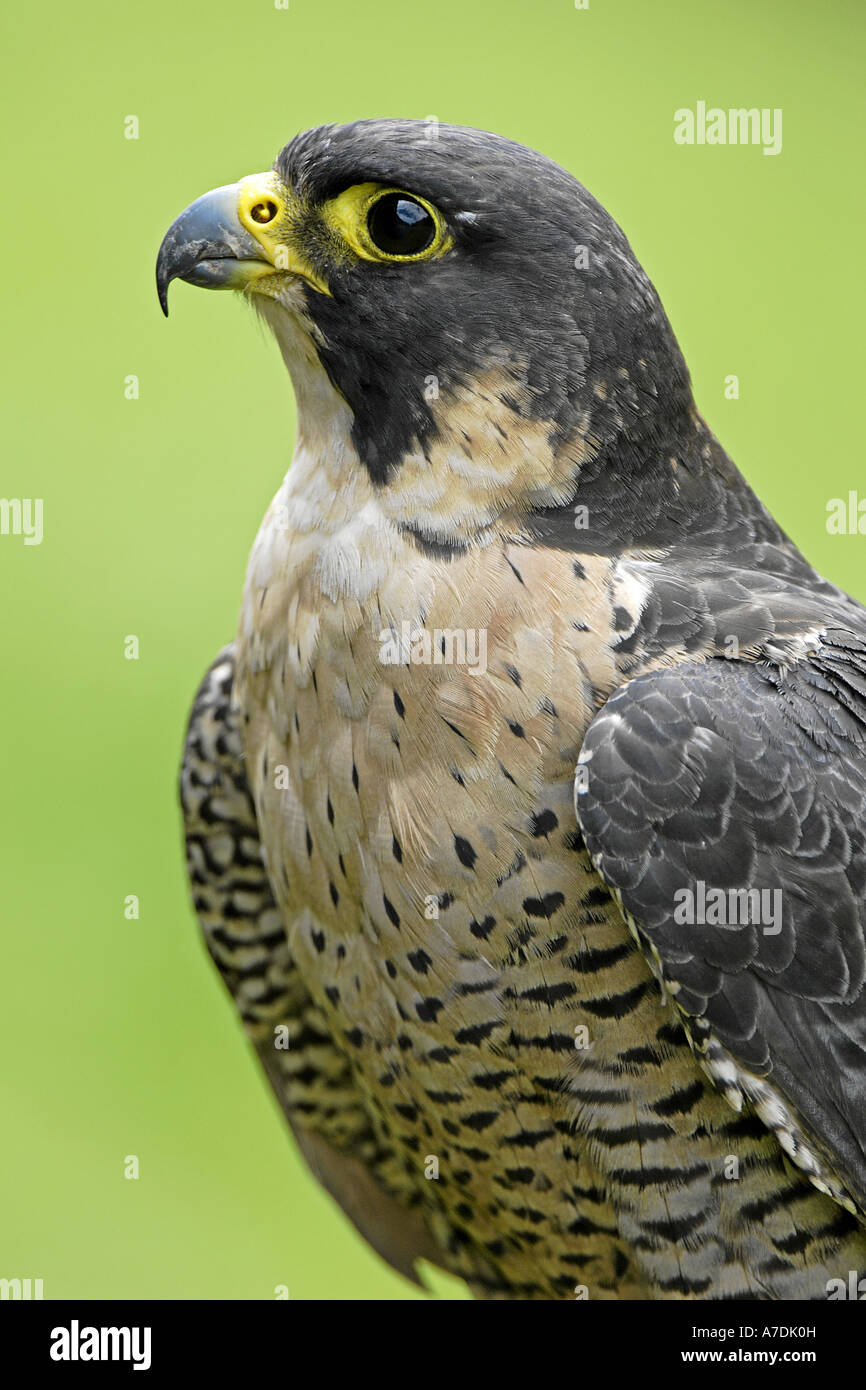 Wanderfalke Falcon peregrinus Peregrine Raptor Bird of Pray Greifvogel ...