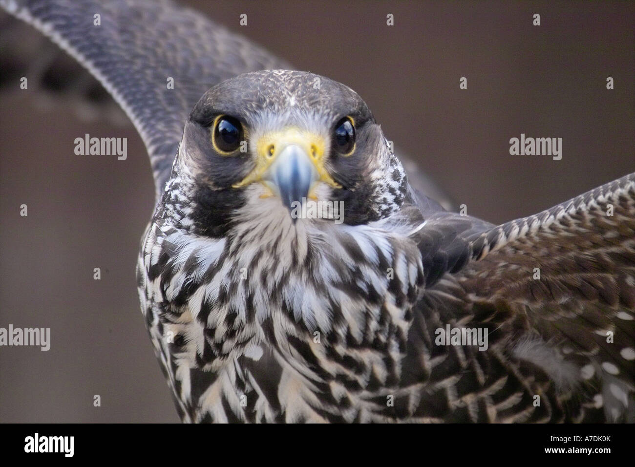 Wanderfalke Falcon peregrinus Peregrine Raptor Bird of Pray Greifvogel ...