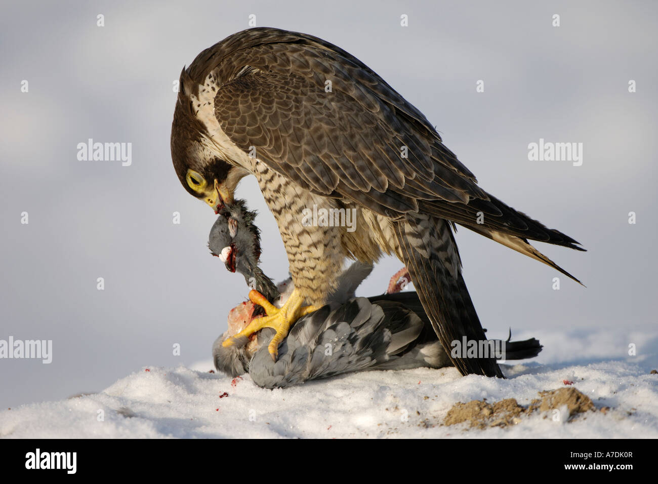 Wanderfalke Falcon peregrinus Peregrine Raptor Bird of Pray Greifvogel ...