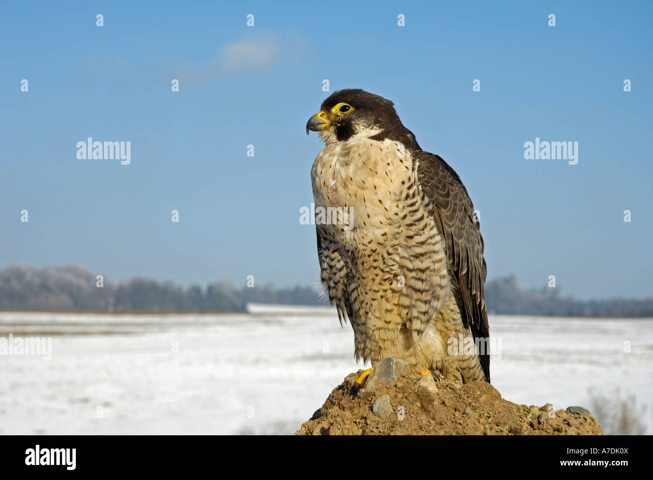 Wanderfalke Falcon peregrinus Peregrine Raptor Bird of Pray Greifvogel ...