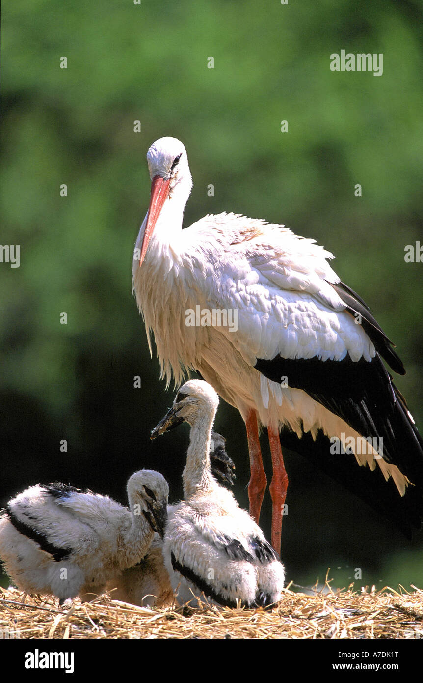 White stork Weissstorch Ciconia ciconia Weisstorch whitestork Stock ...