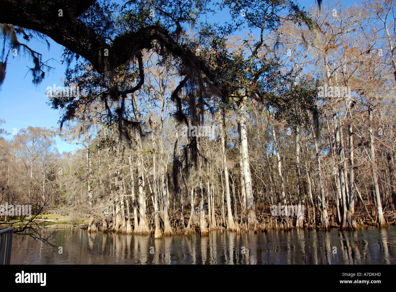 Florida springs cypress hi-res stock photography and images - Alamy