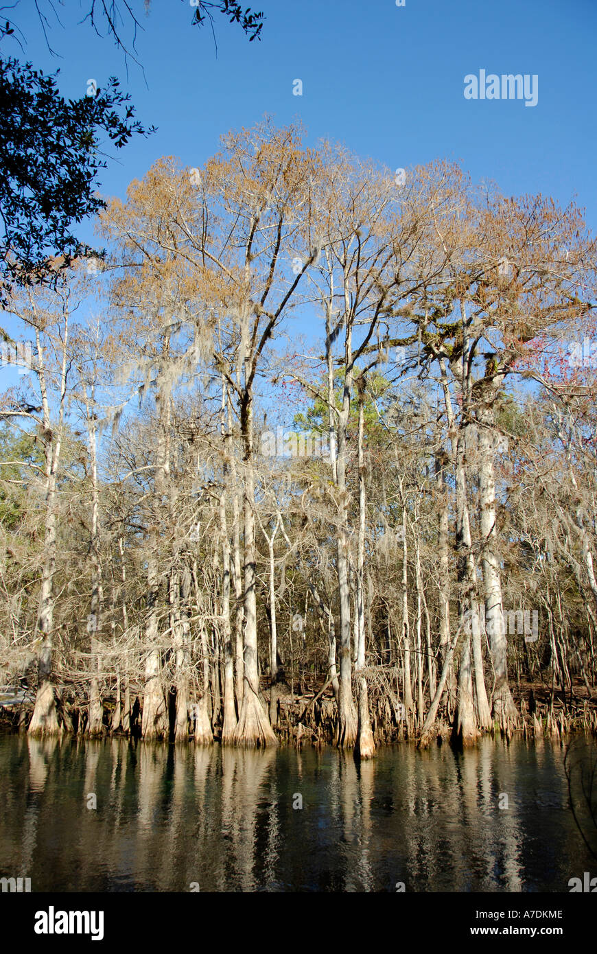 Cypress trees florida hi-res stock photography and images - Alamy