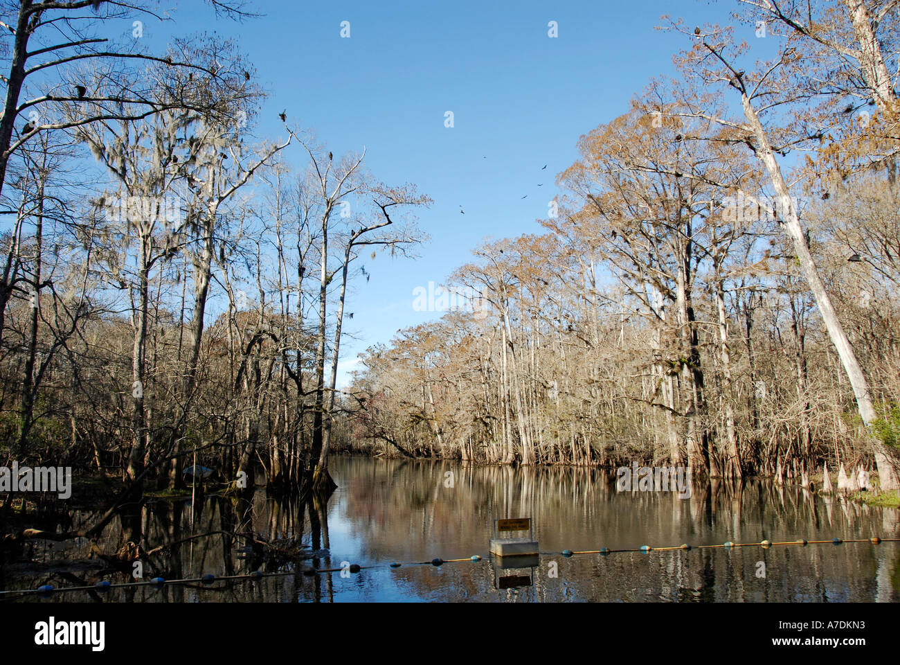 Manatee Springs State Park Florida Stock Photo - Alamy