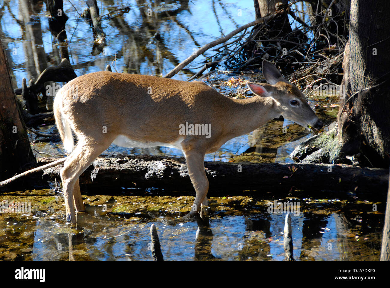 Deer feeding in swamp at Manatee Springs State Park Florida Stock Photo ...