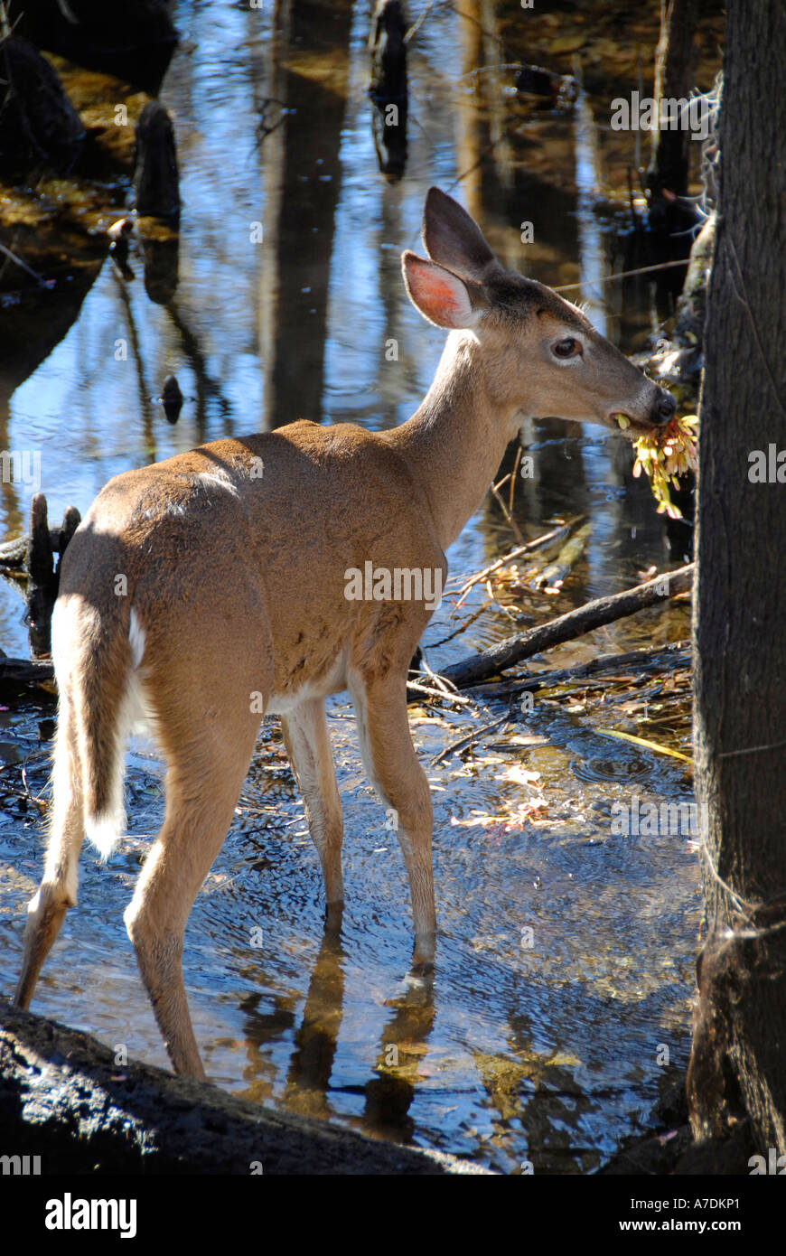 Deer feeding in swamp at Manatee Springs State Park Florida Stock Photo ...