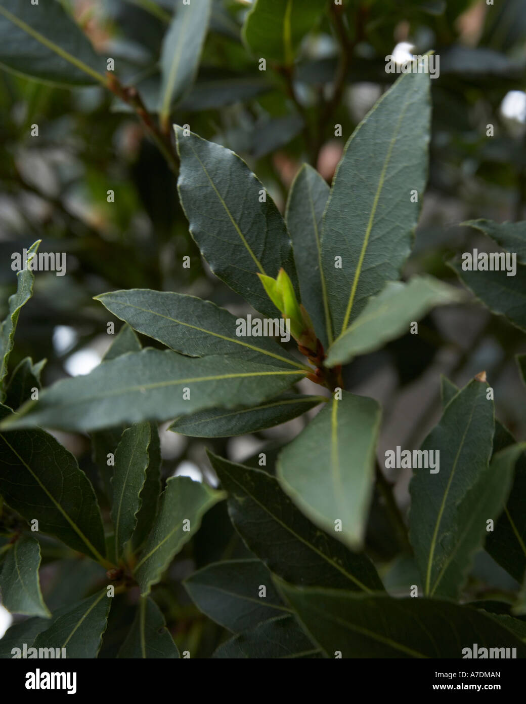 The bay tree hi-res stock photography and images - Alamy