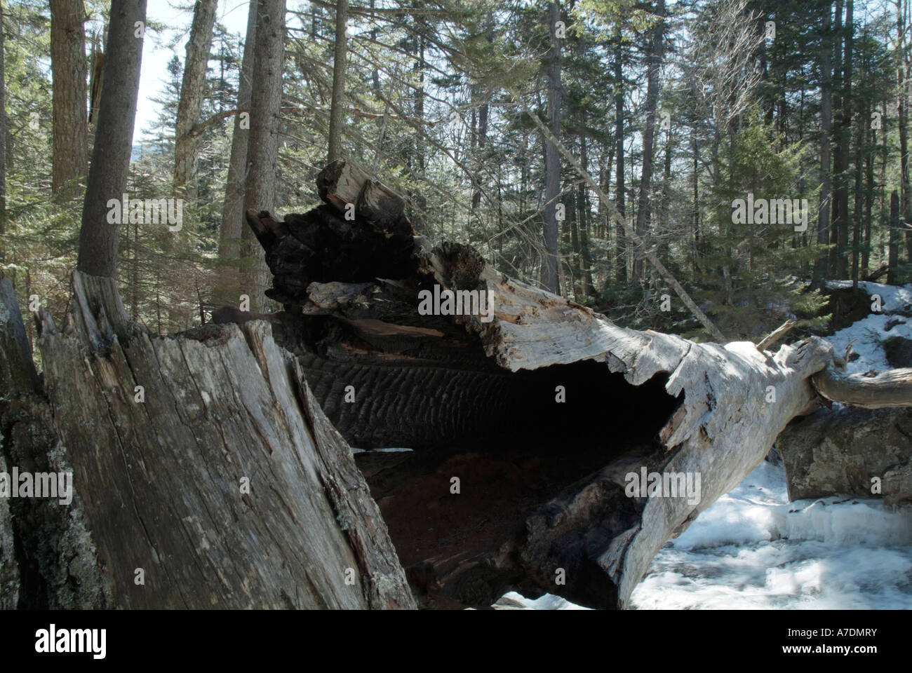Dead tree along Basin Cascade Trail in the White Mountains New ...
