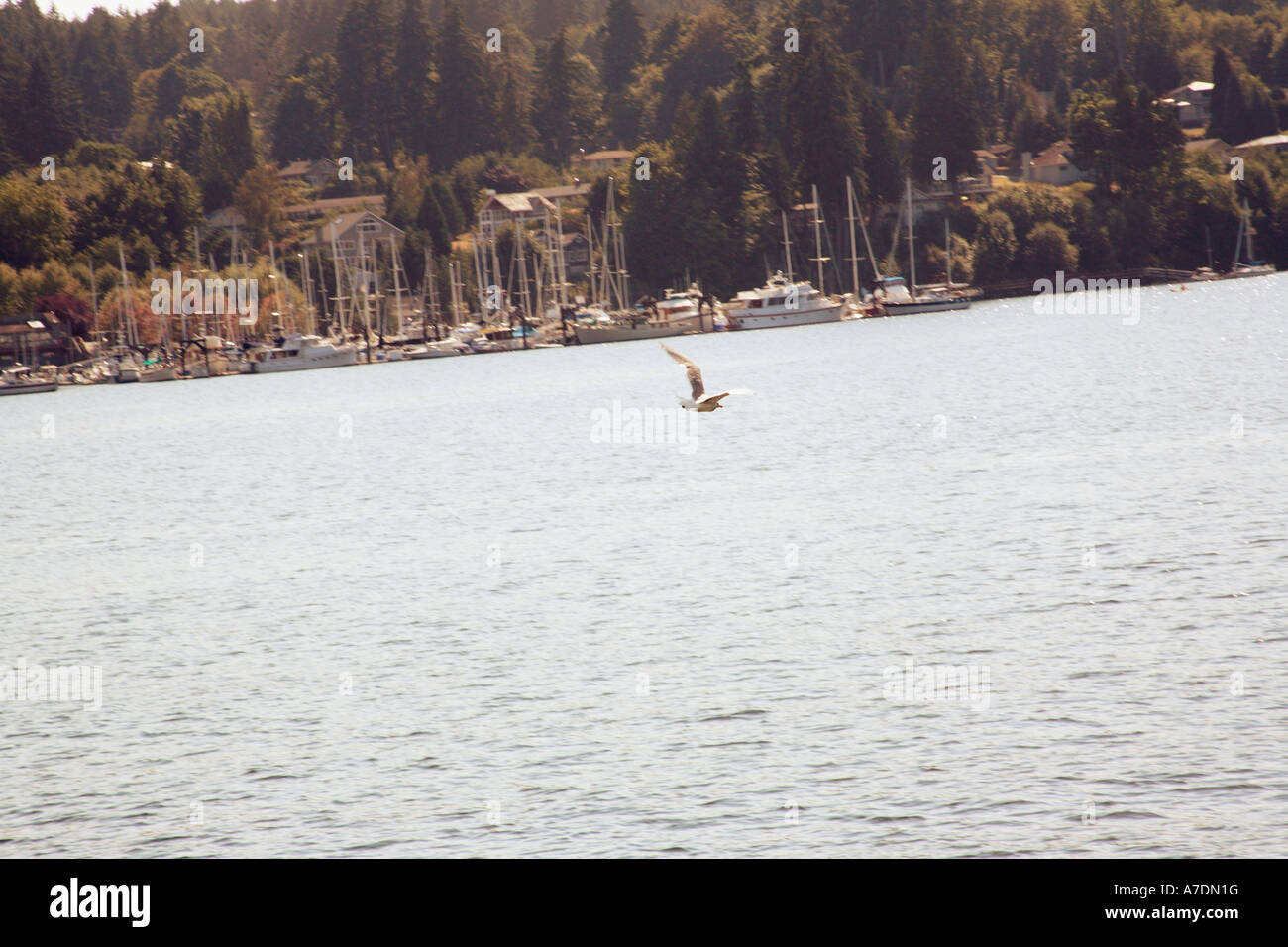 Seagull Over Puget Sound Stock Photo - Alamy