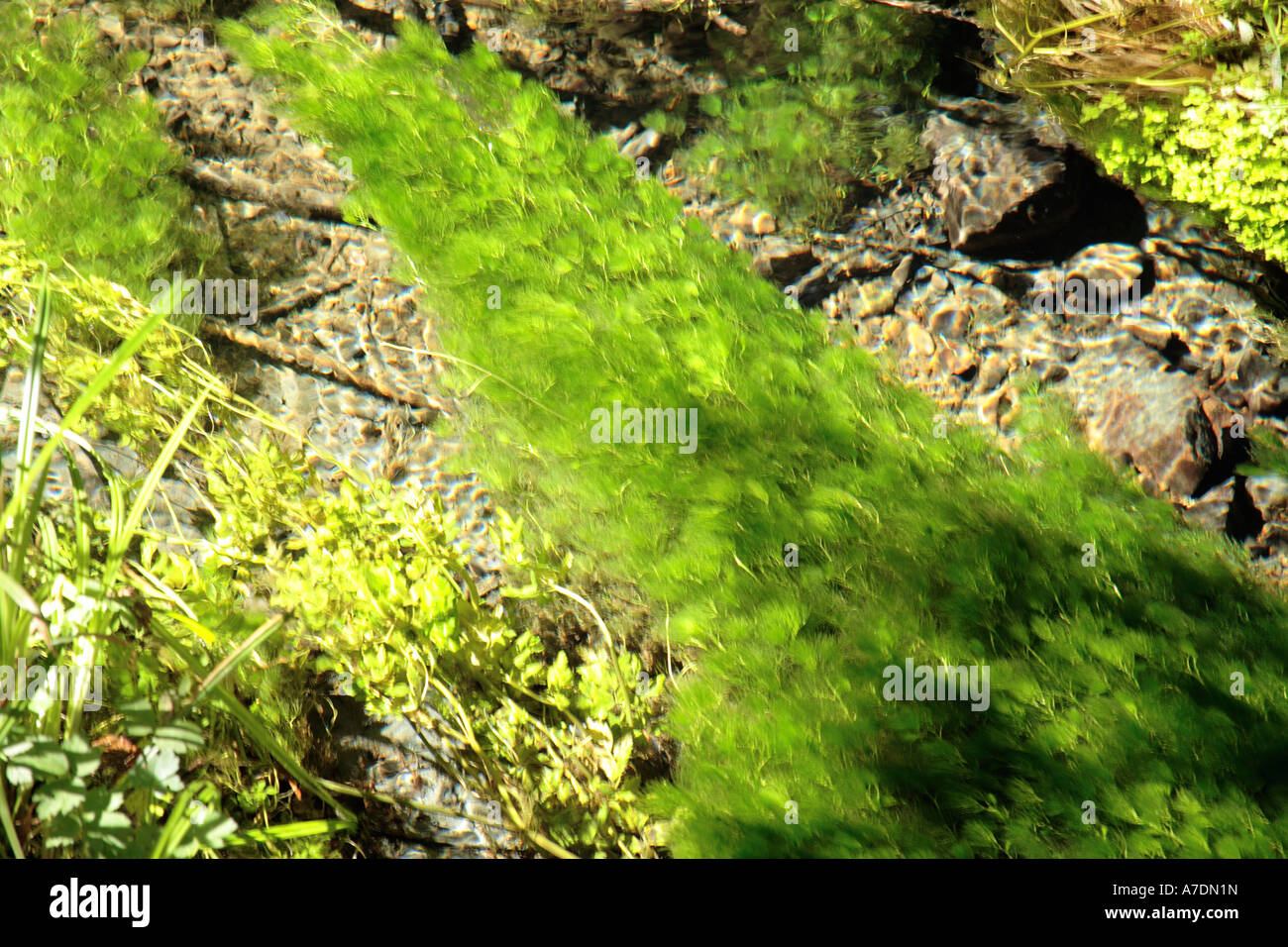 Flowing Stream filled with Moss Stock Photo - Alamy