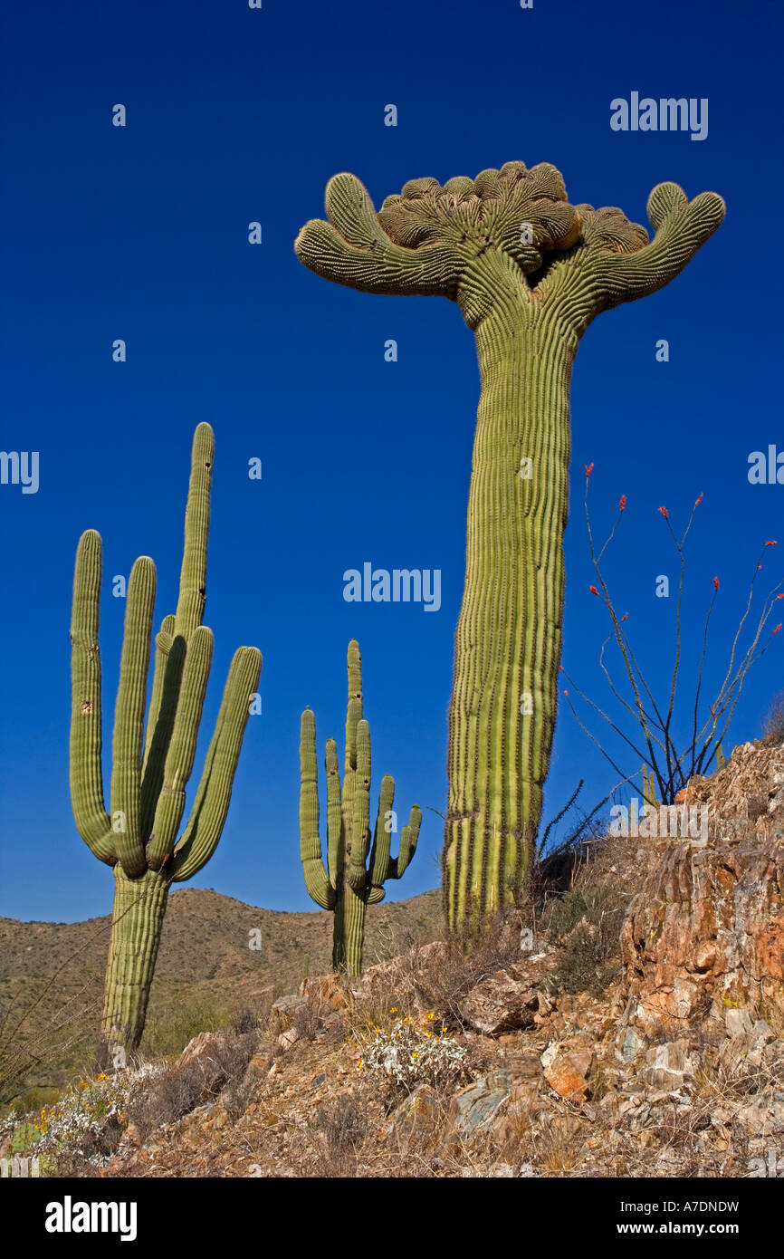 Cristate form hi-res stock photography and images - Alamy