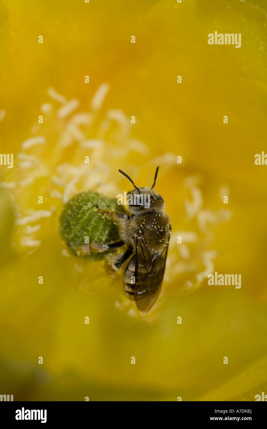 Cactus Bee Diadasia spp on Prickly Pear Blossum Opuntia spp Arizona ...