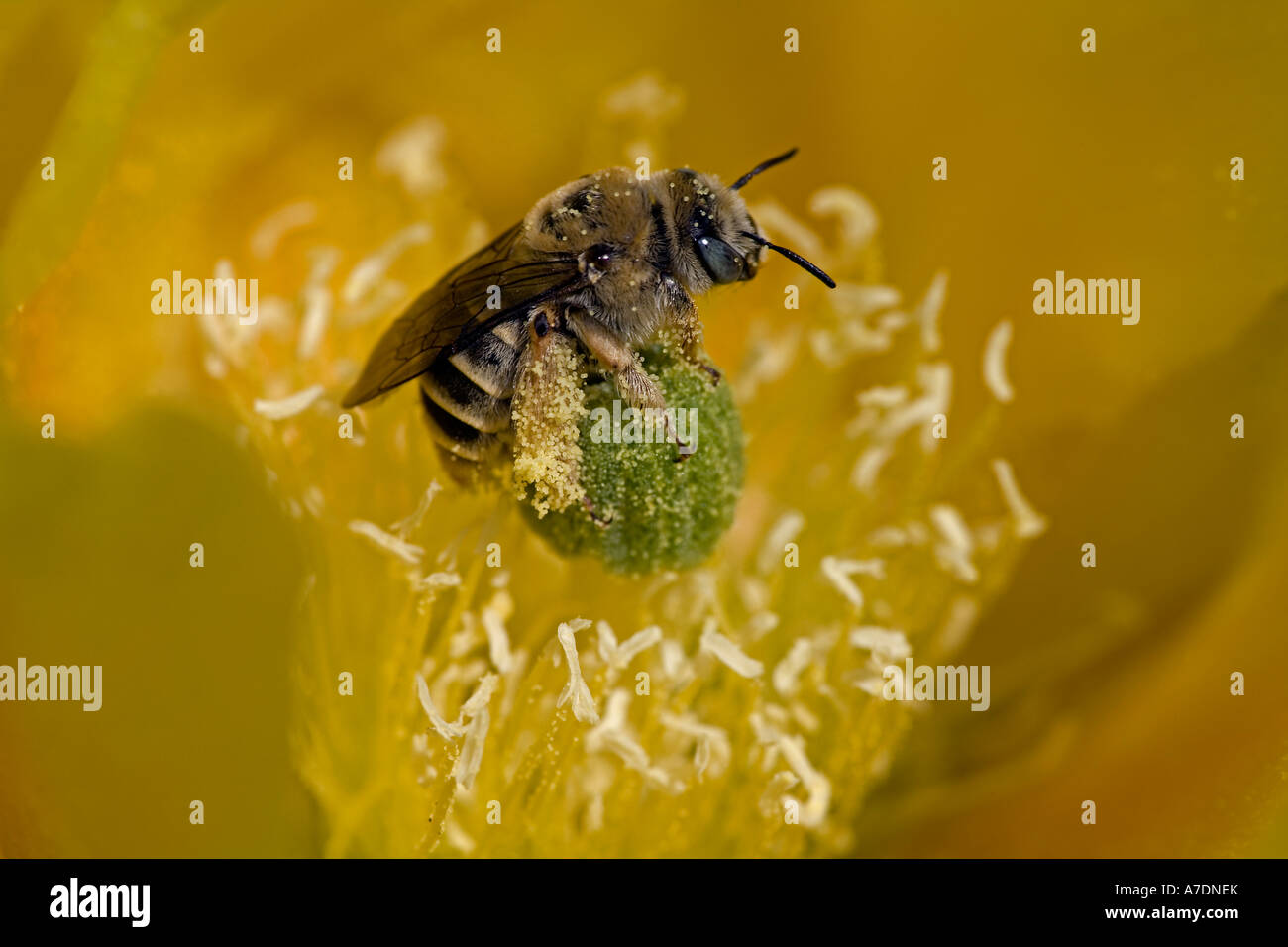 Cactus Bee Diadasia spp on Prickly Pear Blossom Opuntia spp Arizona ...