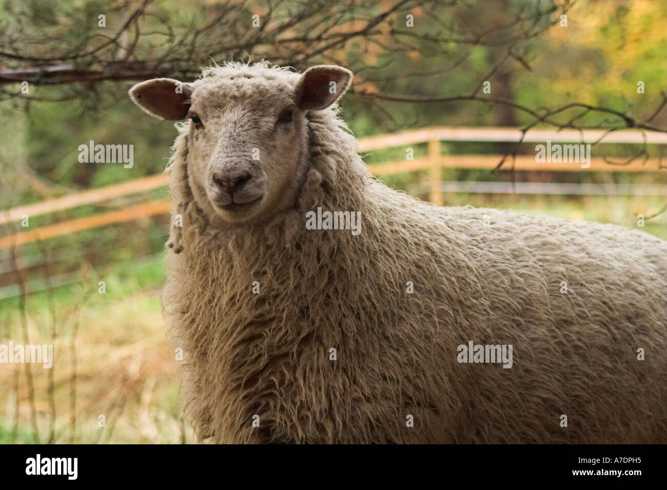 Ox sheep hi-res stock photography and images - Alamy