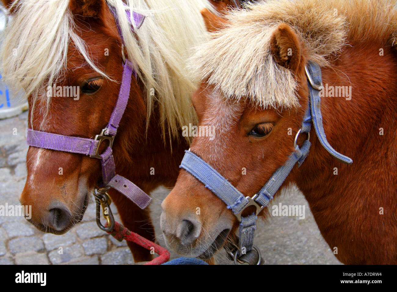 Little horses hi-res stock photography and images - Alamy