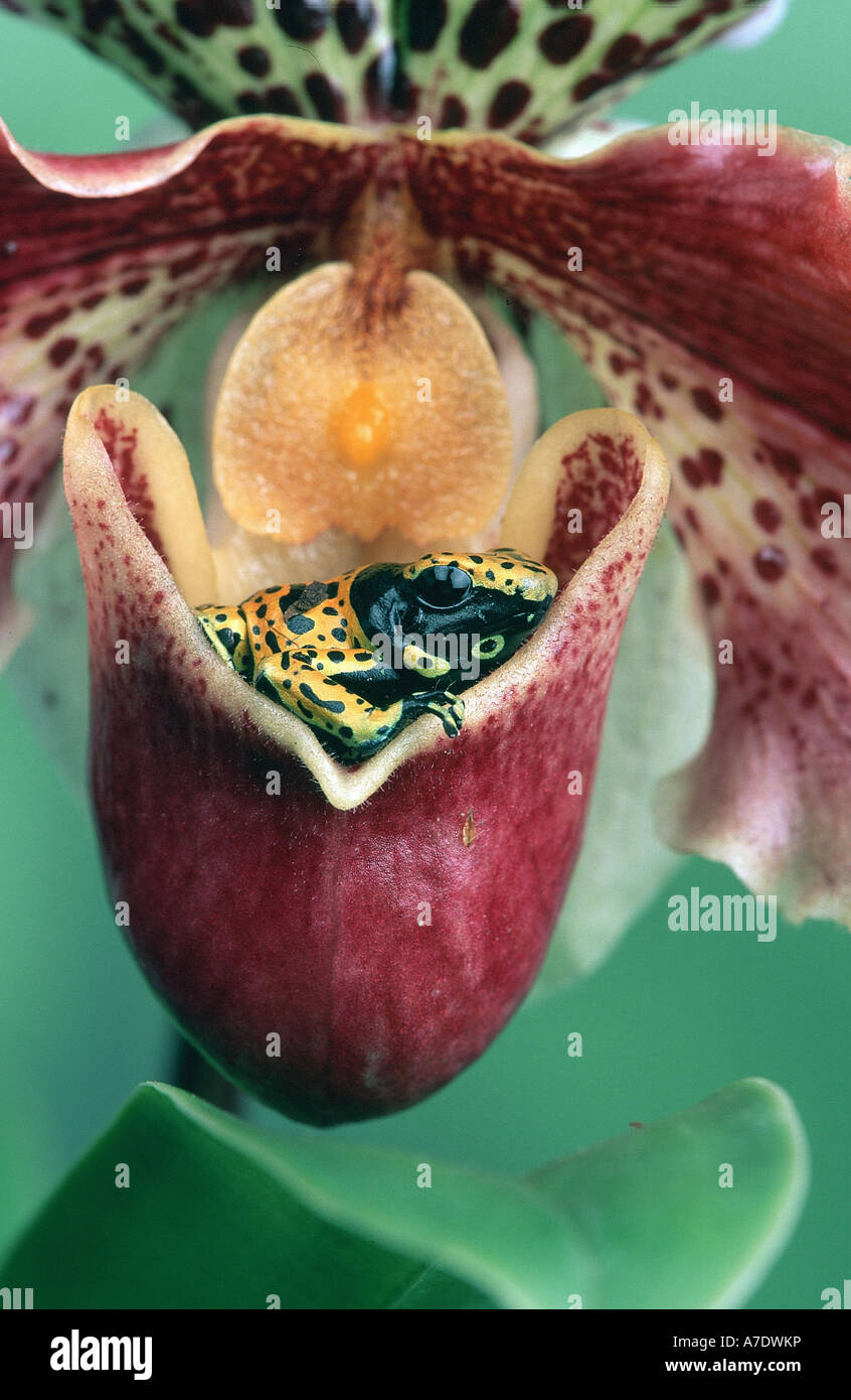 yellow-banded poison dart frog, yellow banded poison frog, bumble bee ...