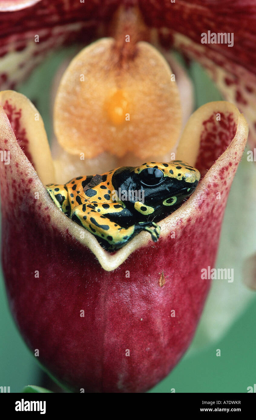 yellow-banded poison dart frog, yellow banded poison frog, bumble bee ...
