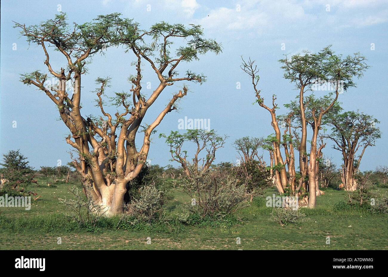 African moringo (Moringa ovalifolia), Namibia, Etosha NP Stock Photo ...