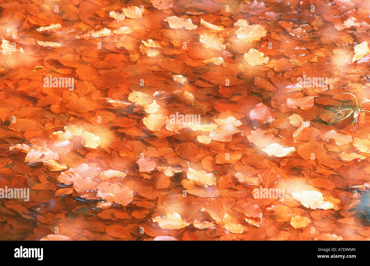 common beech (Fagus sylvatica), beech leaves in water, Bavaria ...