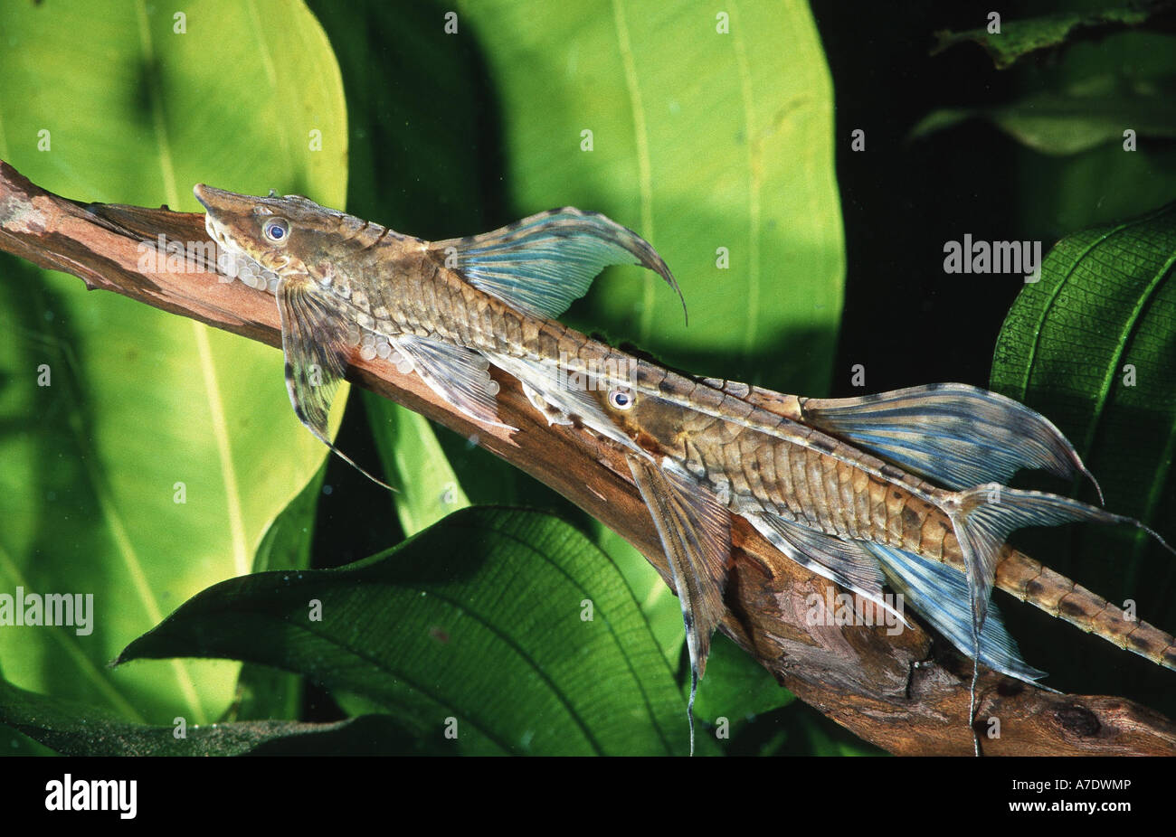 Royal Whiptail Catfish