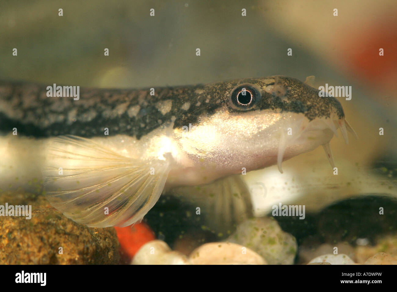 loach fish (Turcinoemacheilus kosswigi), portrait, Turkey, South East ...