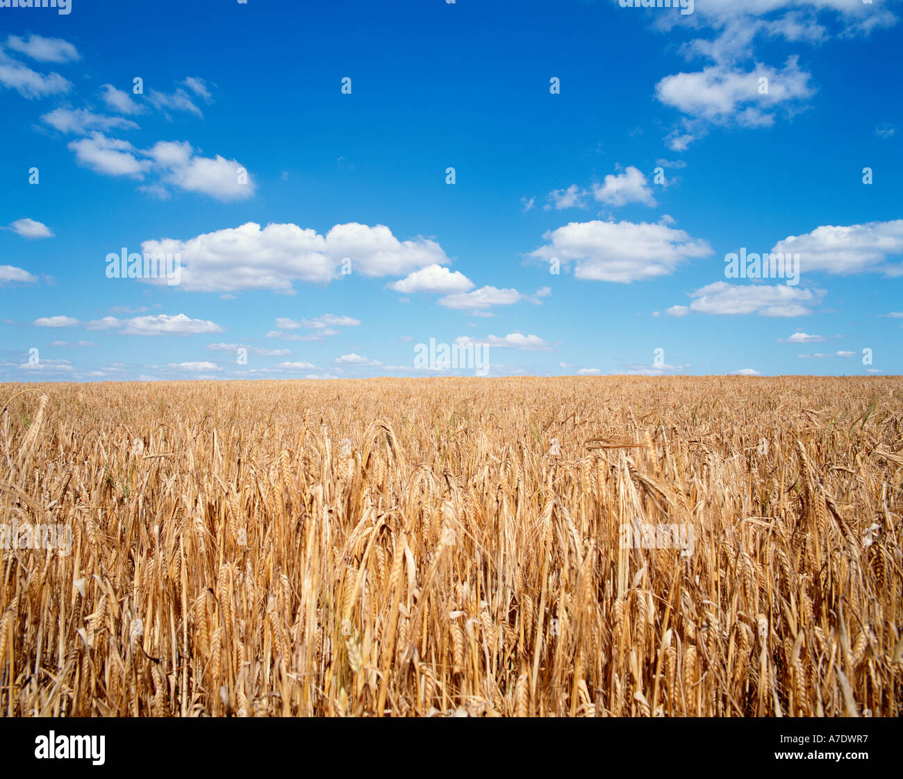 AGRICULTURE BARLEY FIELD Stock Photo - Alamy