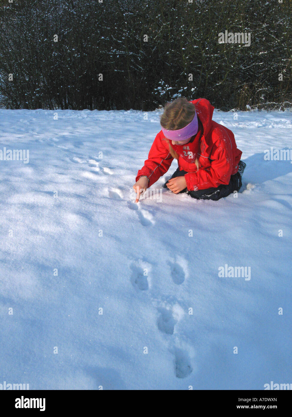 European hare (Lepus europaeus), girl pointing at foot prints of an ...