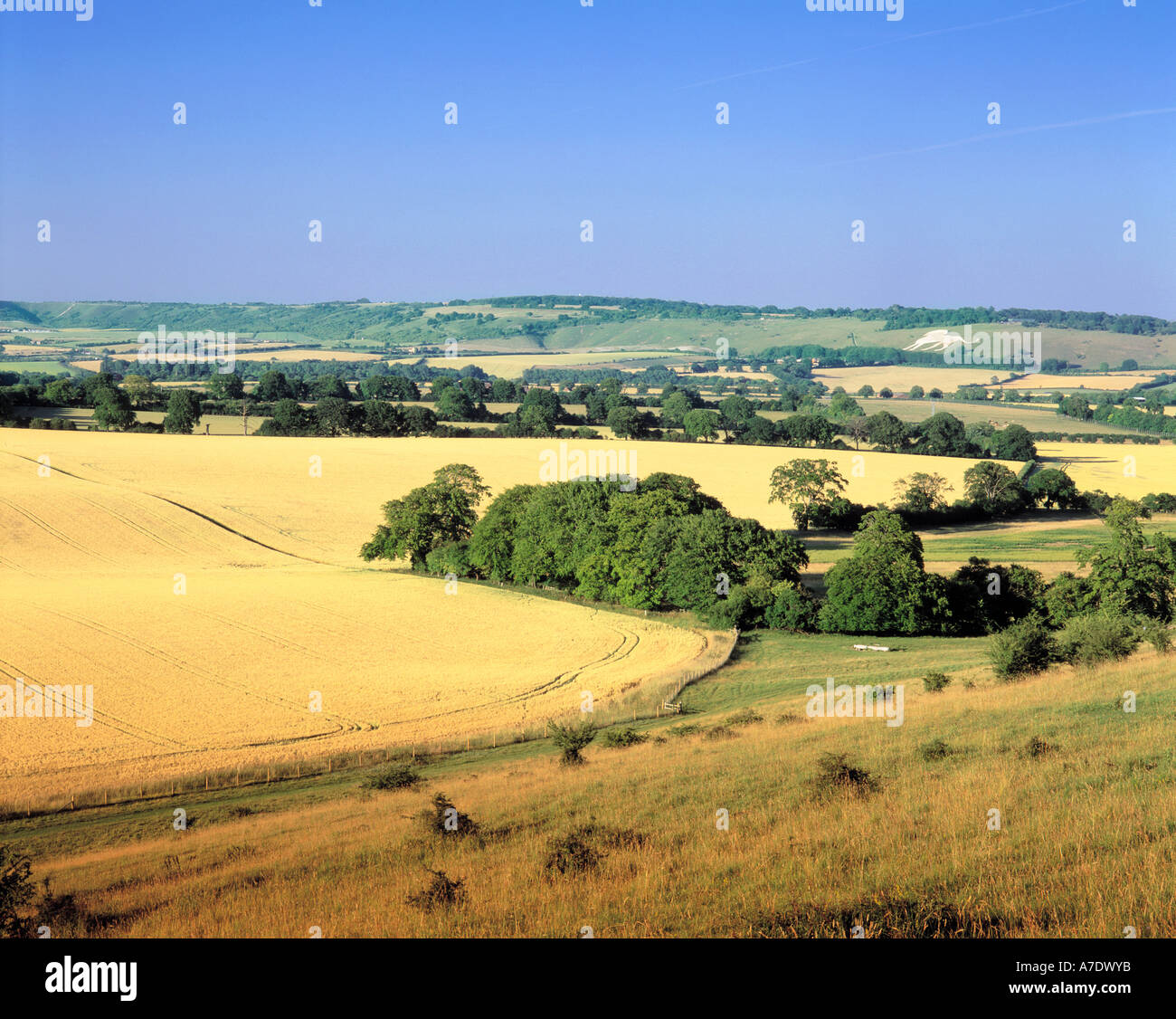 Dunstable downs lion hi-res stock photography and images - Alamy