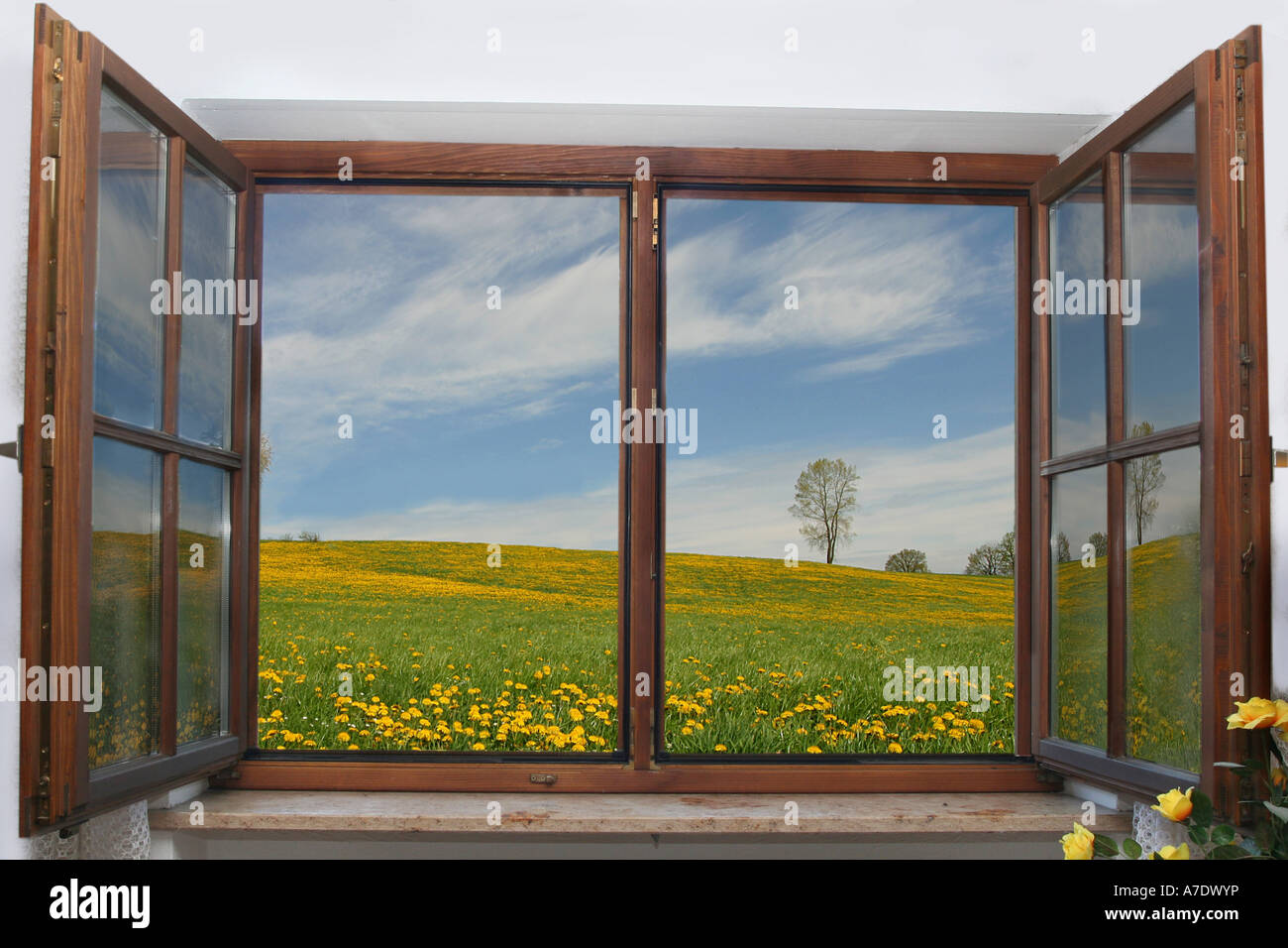 view out of a window on a dandelion meadow Stock Photo - Alamy
