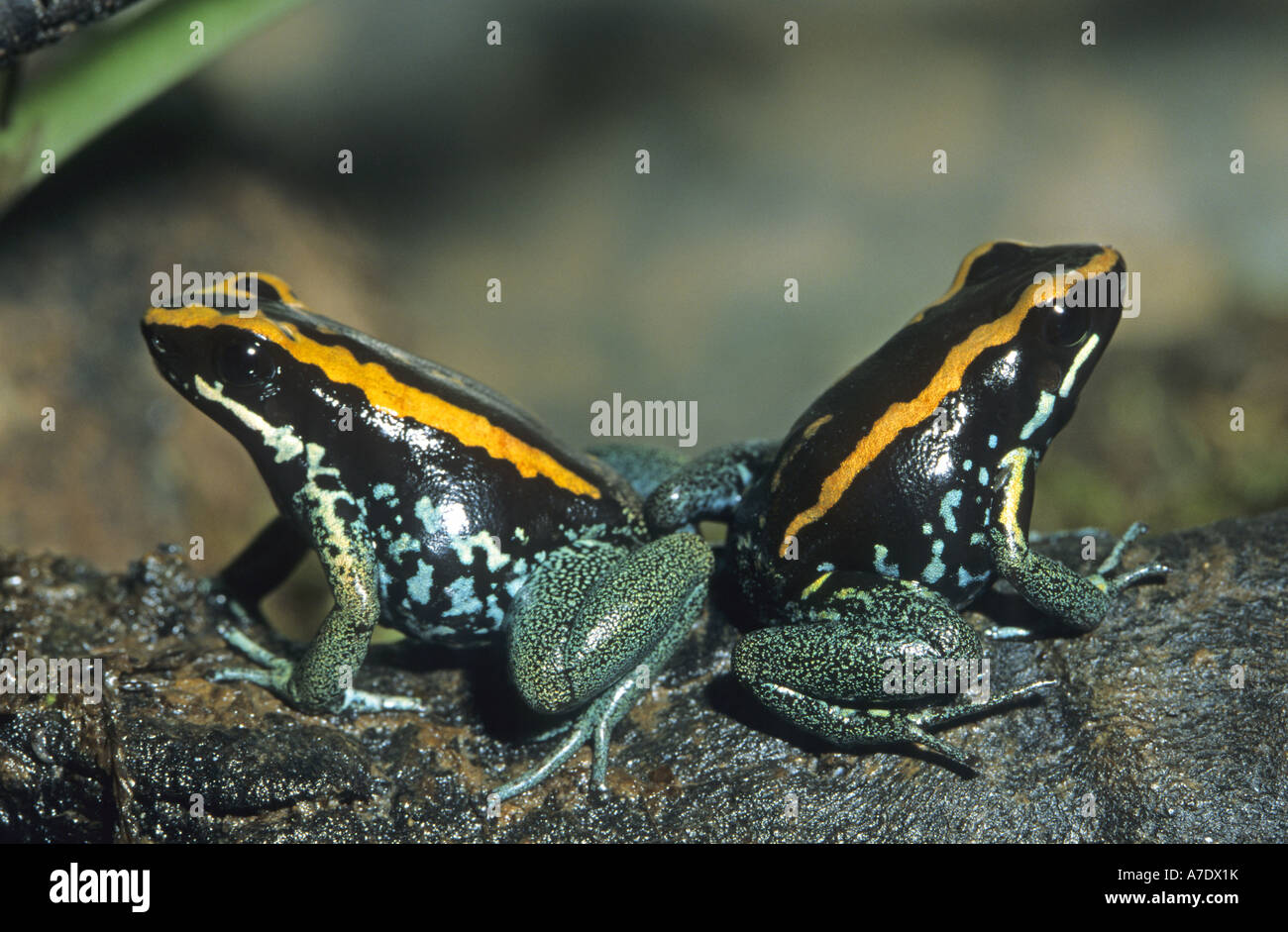 dendrobatids, poison dart frogs, poison arrow frogs, arrow-poison frogs ...