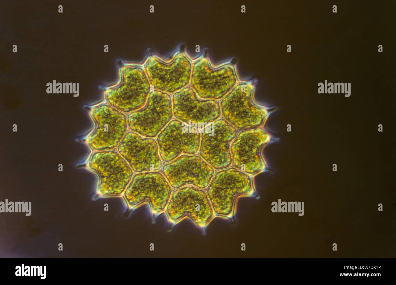 Chlorococcales hi-res stock photography and images - Alamy