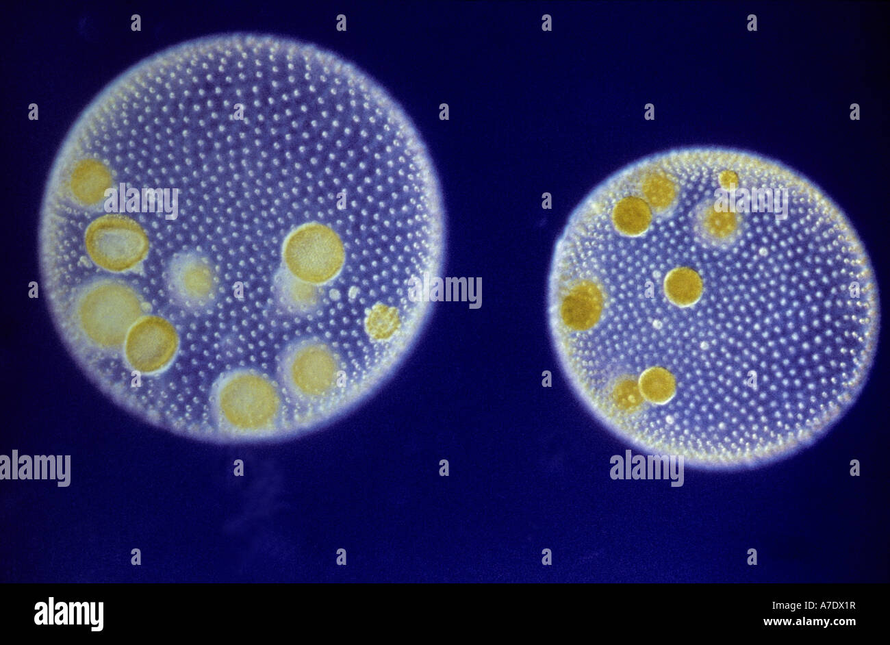 Volvox aureus (Volvox aureus), two colonies in shining through-light ...