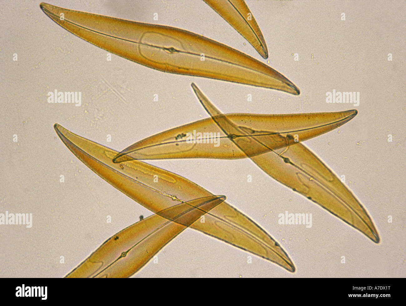 Pleurosigma angulatum (Pleurosigma angulatum), in shining through-light ...