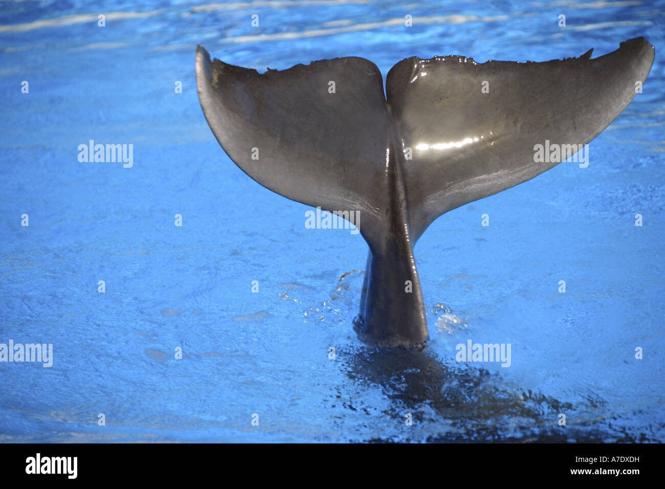 tail of a dolphin Stock Photo - Alamy