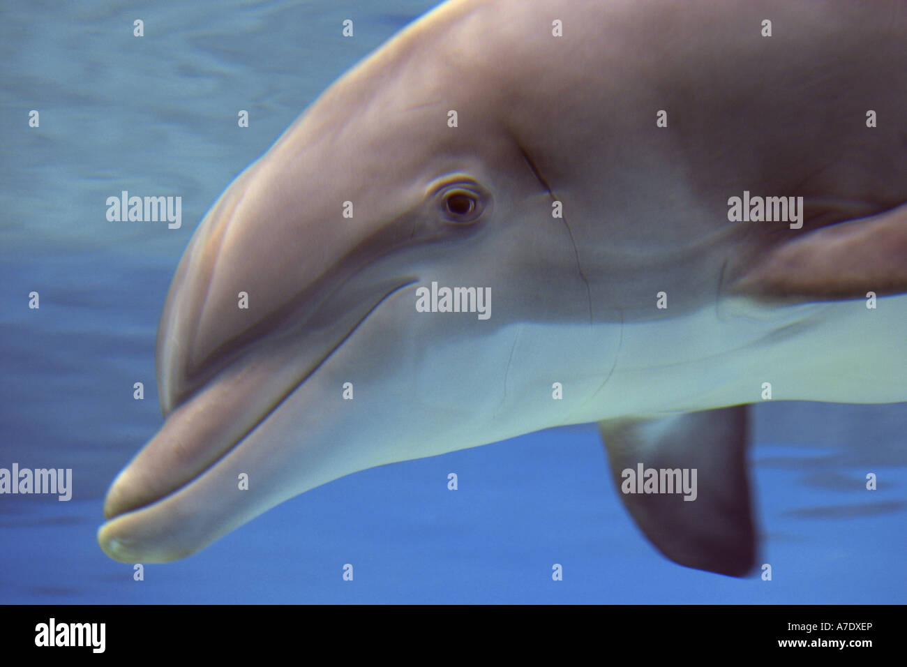 dolphin in an aquarium Stock Photo - Alamy