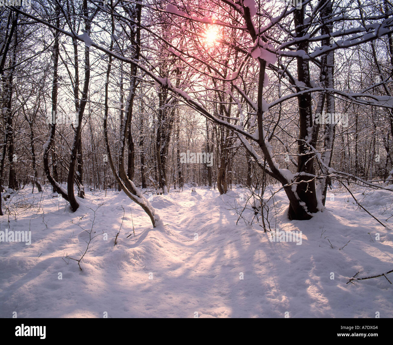 Challock wood hi-res stock photography and images - Alamy
