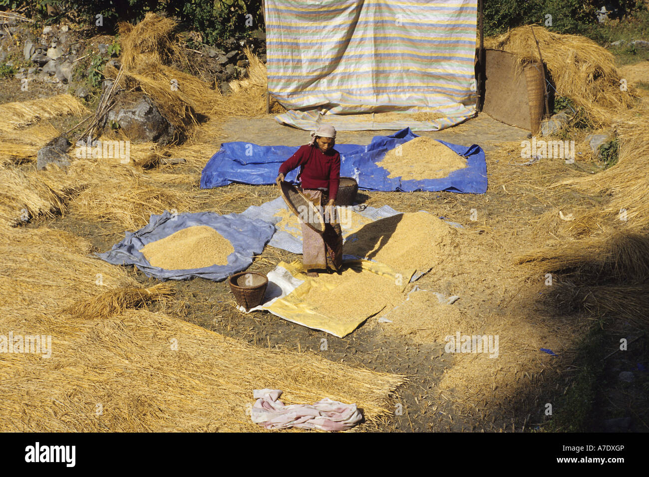 Wind winnowing of grain, Nepal Stock Photo - Alamy