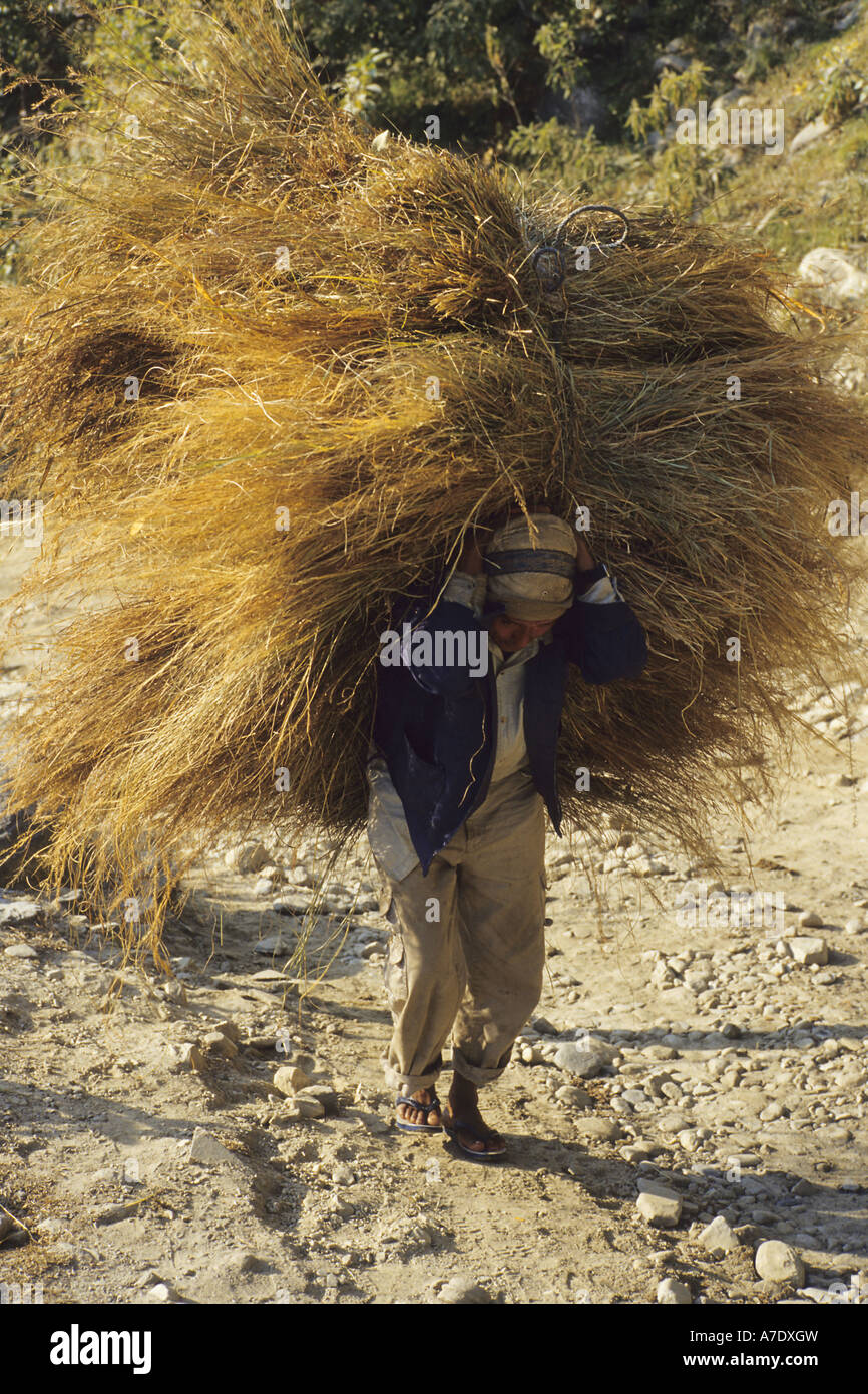 farmer carrying hay, Nepal Stock Photo - Alamy