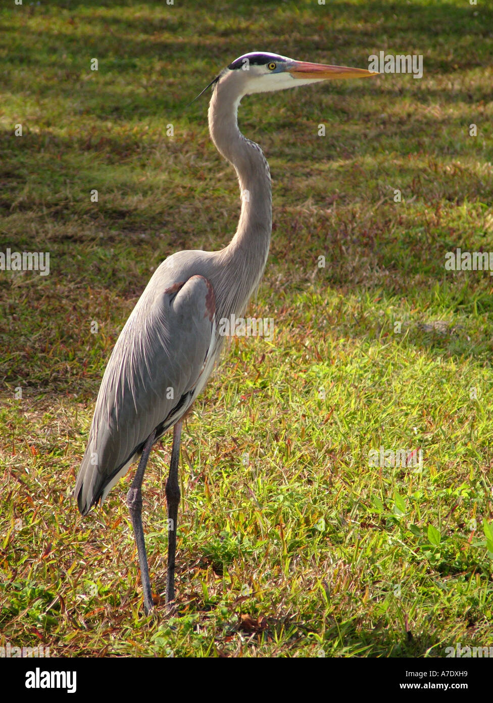 Venice rookery fl hi-res stock photography and images - Alamy