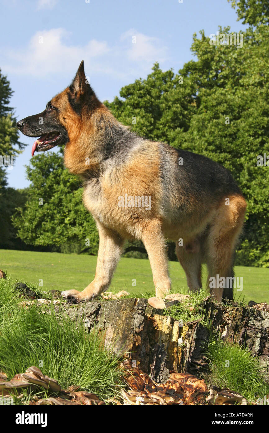 German Shepherd Dog (Canis lupus f. familiaris), standing on tree stump ...