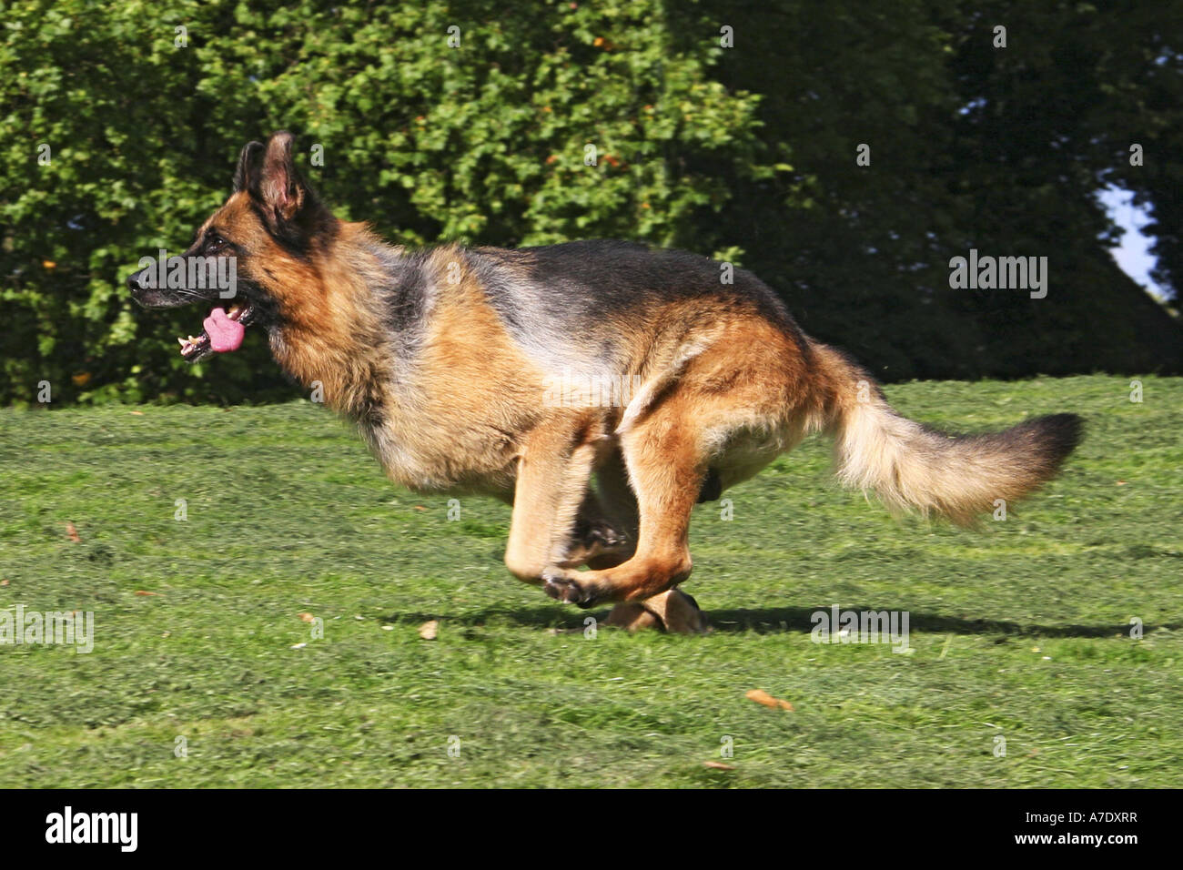German Shepherd Dog (Canis lupus f. familiaris), running over meadow ...