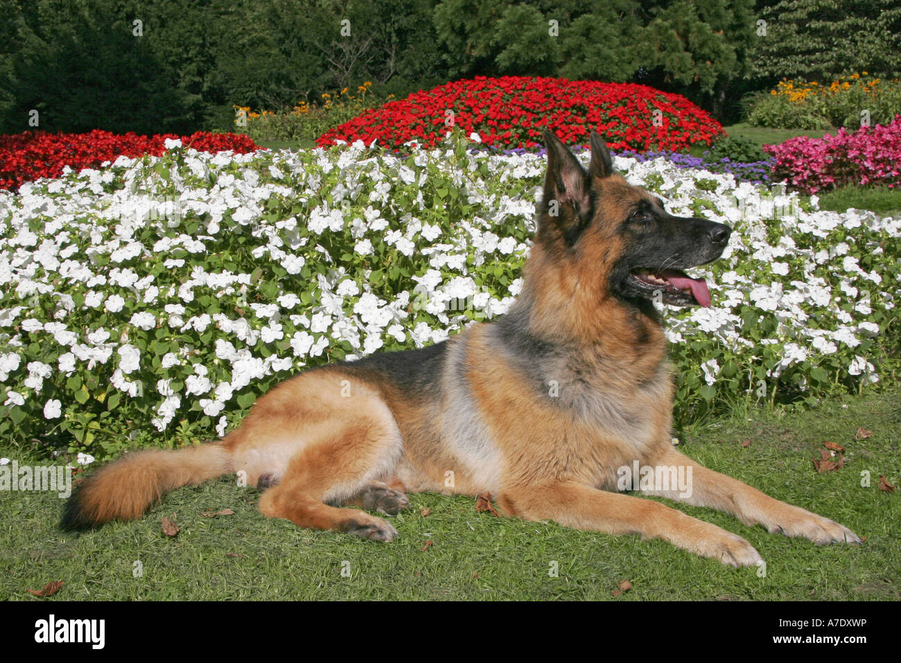 German Shepherd Dog (Canis lupus f. familiaris), lying in front of ...
