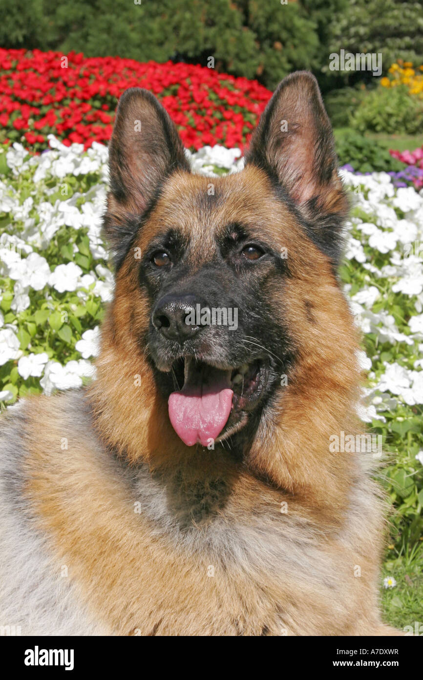 German Shepherd Dog (Canis lupus f. familiaris), portrait, Germany ...