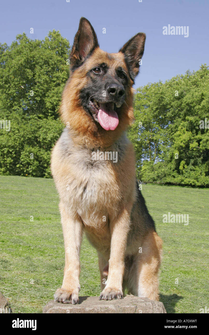 German Shepherd Dog (Canis lupus f. familiaris), standing on a stone ...