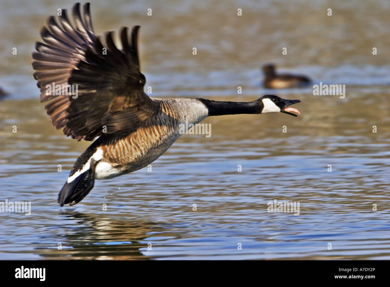 Canada goose (Branta canadensis), gander drives away a rival, Germany ...