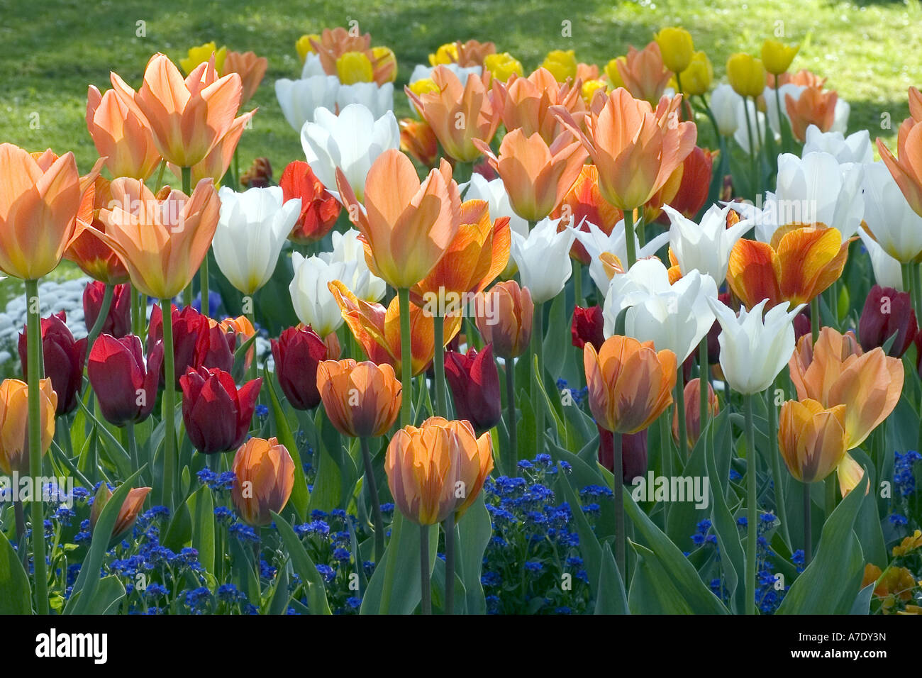 common garden tulip (Tulipa gesneriana), coloured tulips Stock Photo ...