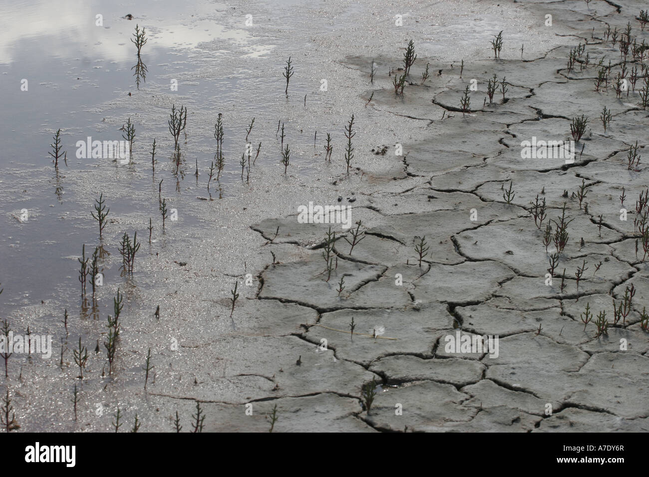 common glasswort (Salicornia europaea), at the range of the salt ...